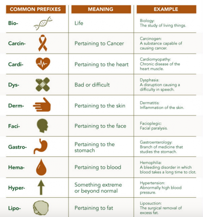 Speak Like a Doctor: How Medical Words Work - David Maiolo